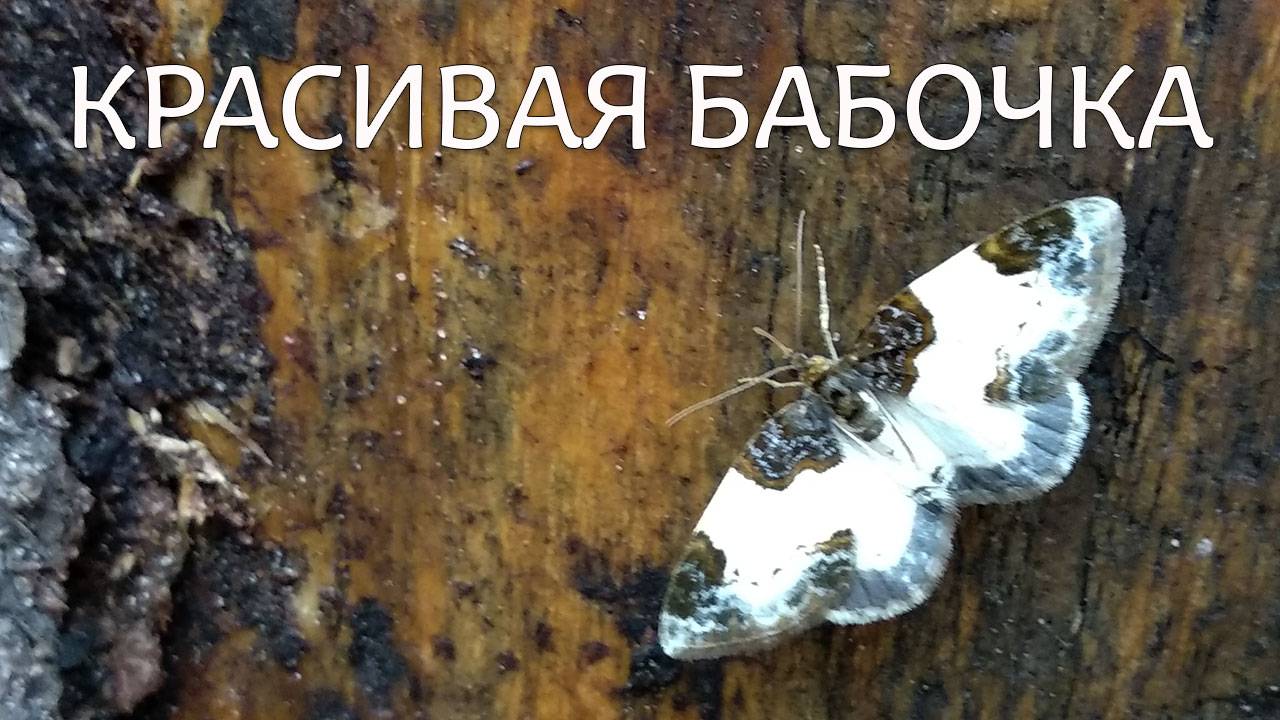 Красивая бабочка