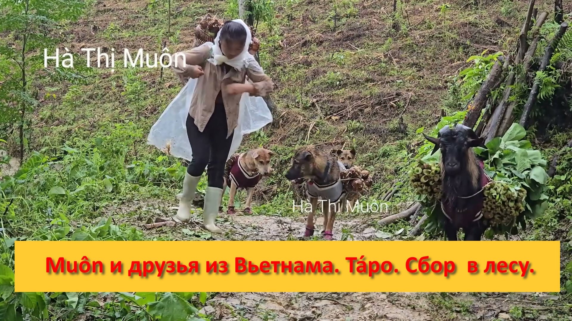 Muôn и друзья из Вьетнама. Та́ро. Сбор  в лесу.