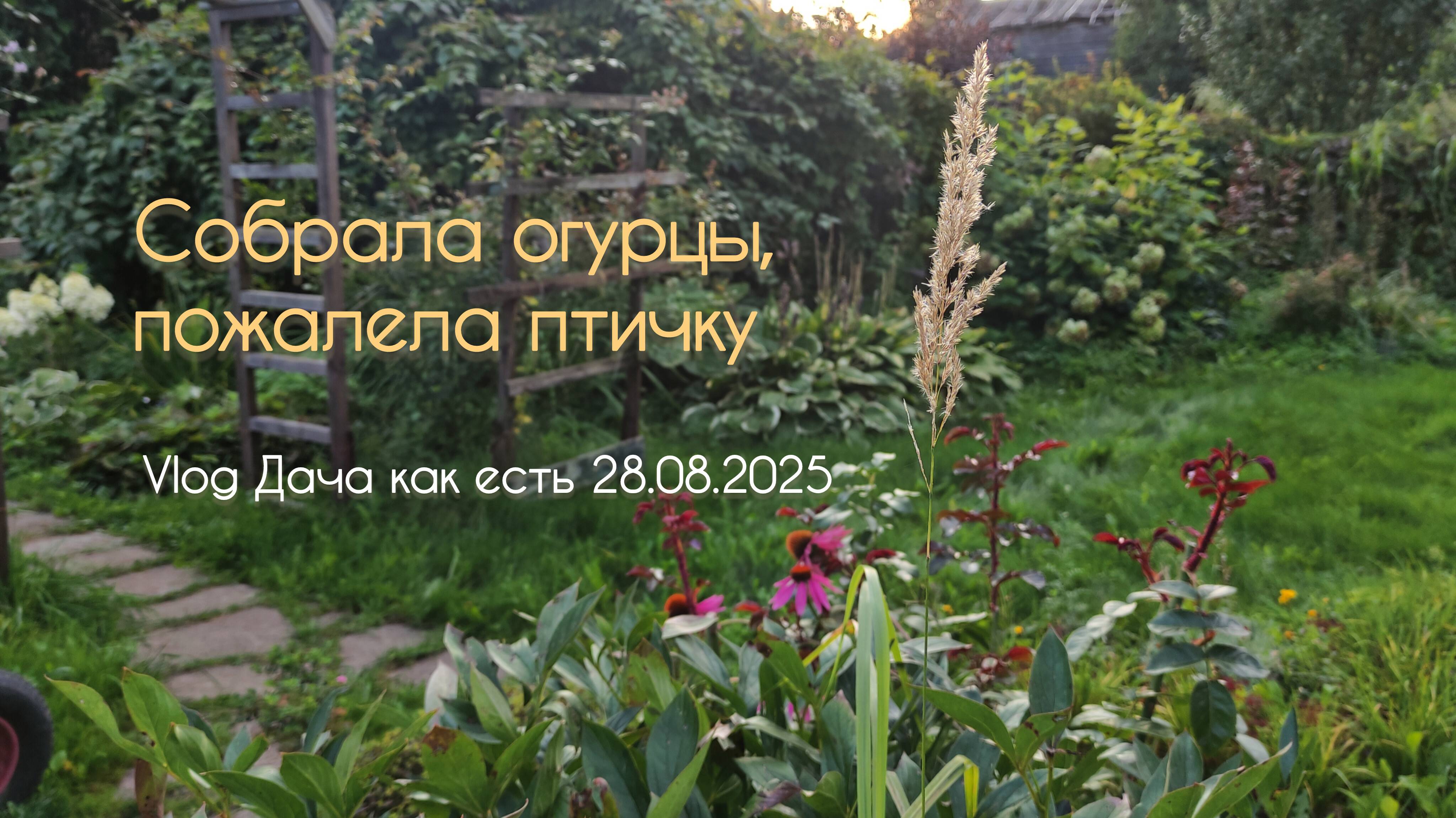 Набег за огурцами. Птичку жалко. Планы / vlog дача как есть 28.08.2025
