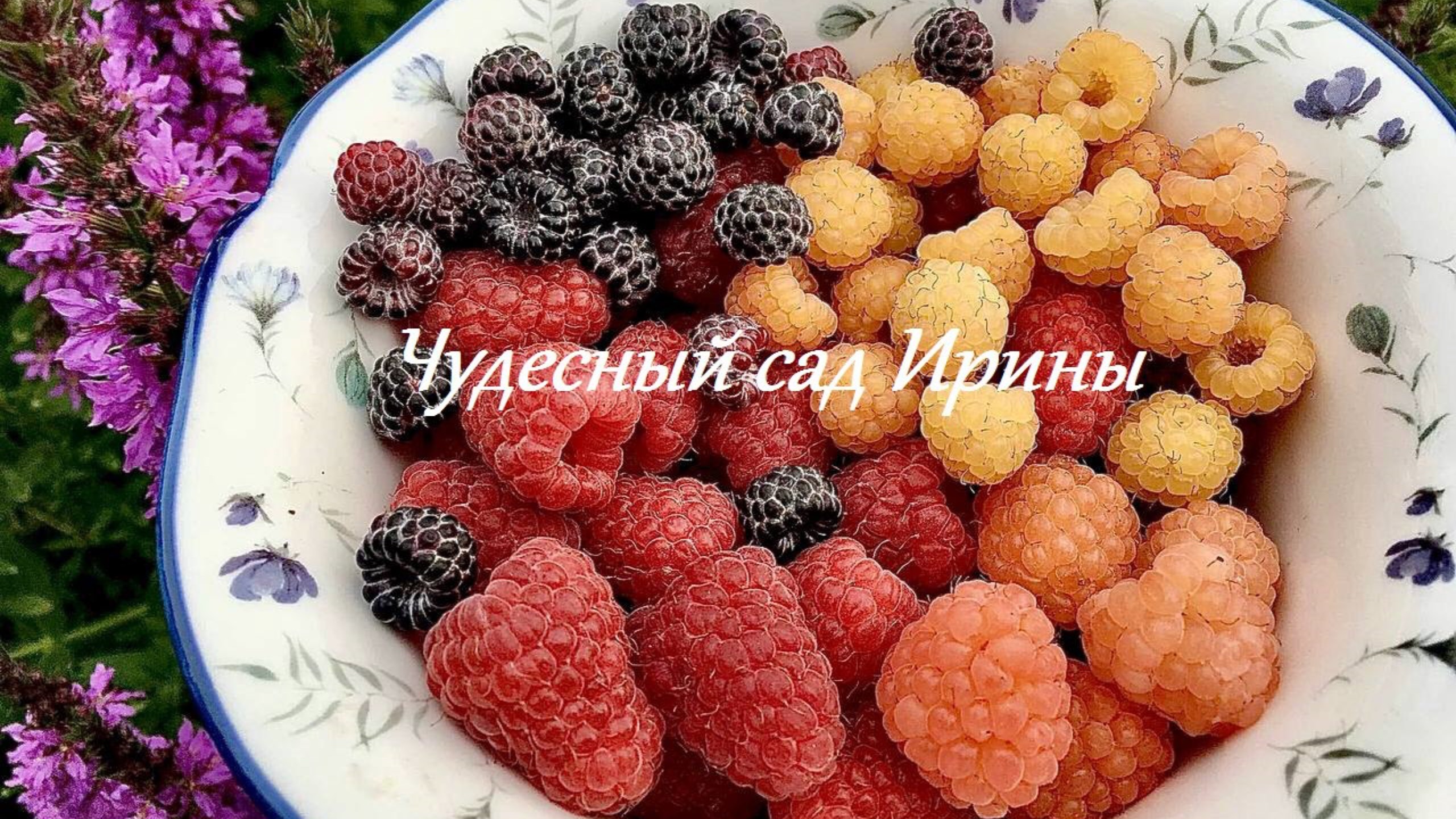 Чудесный сад Ирины. Малина Валентина, Оранжевое чудо, Золотая королева