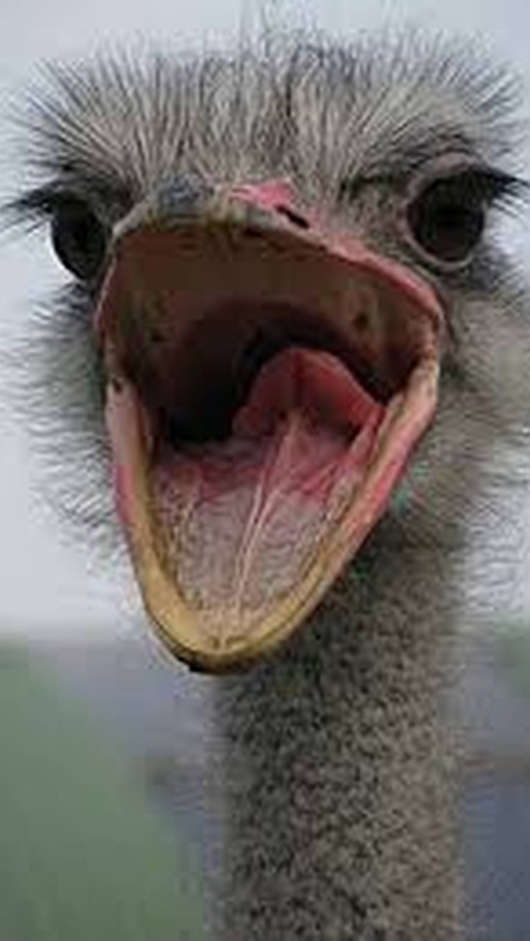 Самые интересные факты о страусах.