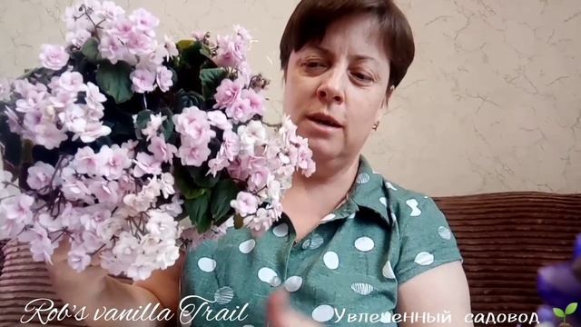 Фиалки в цветении. Моя коллекция