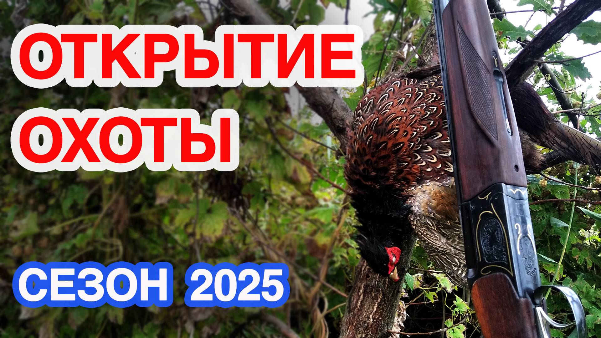 ОТКРЫТИЕ ОХОТЫ НА ФАЗАНА