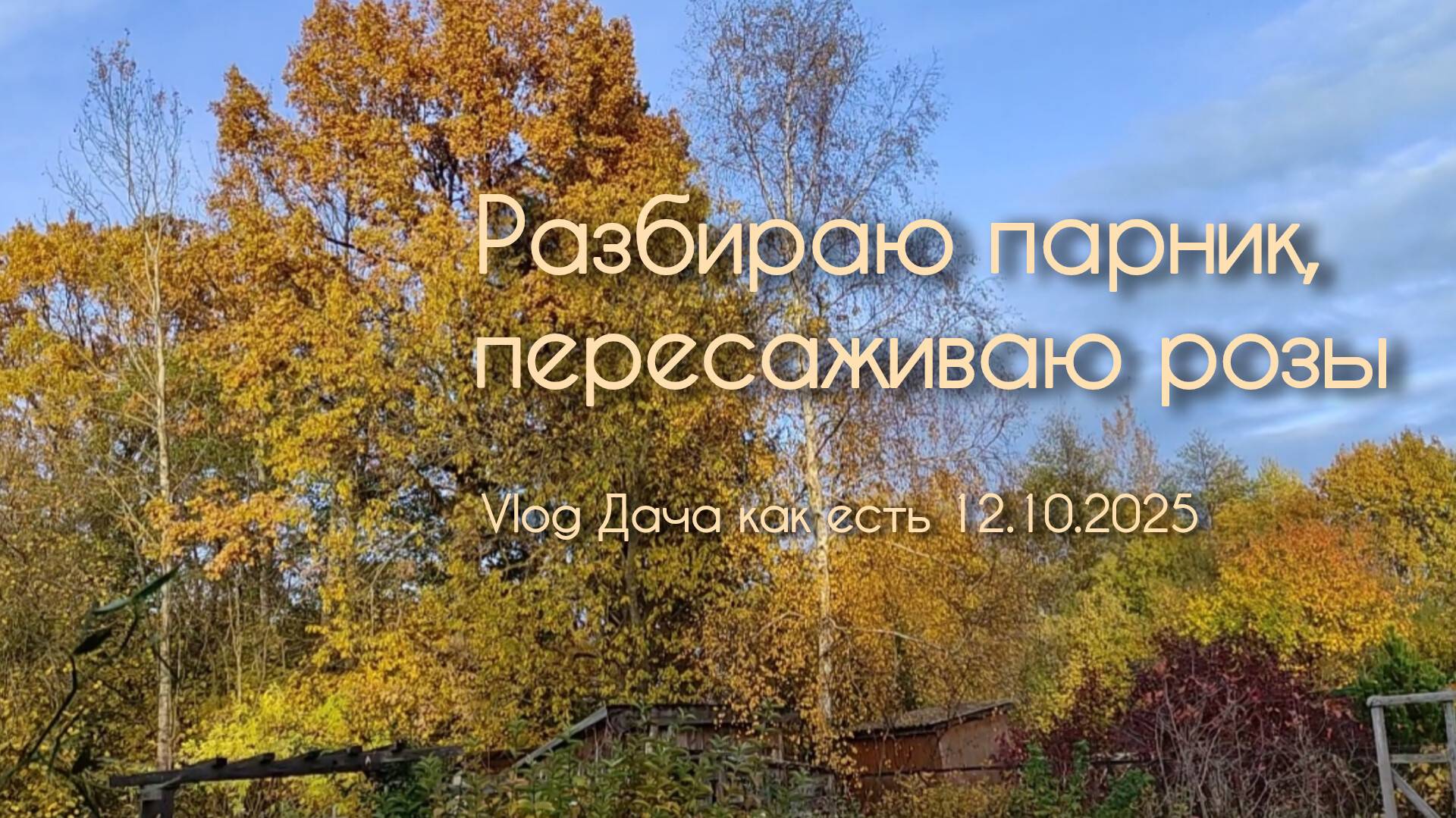 Золотая осень. Разбираю парник, пересаживаю розы / Vlog Дача как есть 12.10.2025