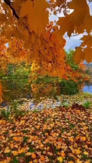 У природы нет плохой погоды#осень#красиваяосень#музыка