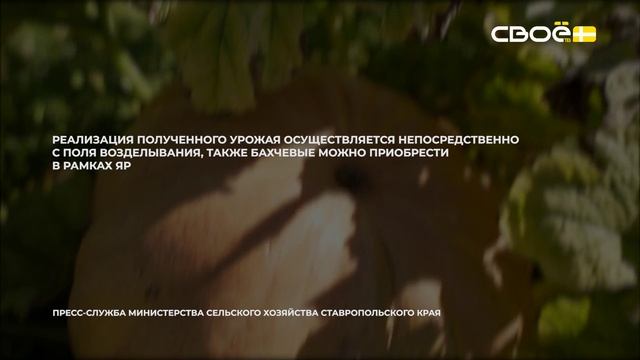 Сценарий цен. Тыква