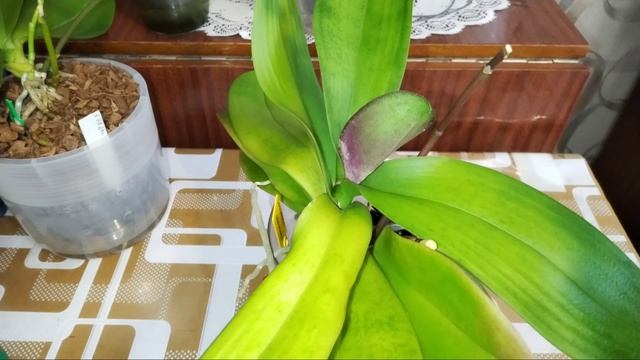 Хлороз на листьях орхидей. Отчёт и обработка 💞