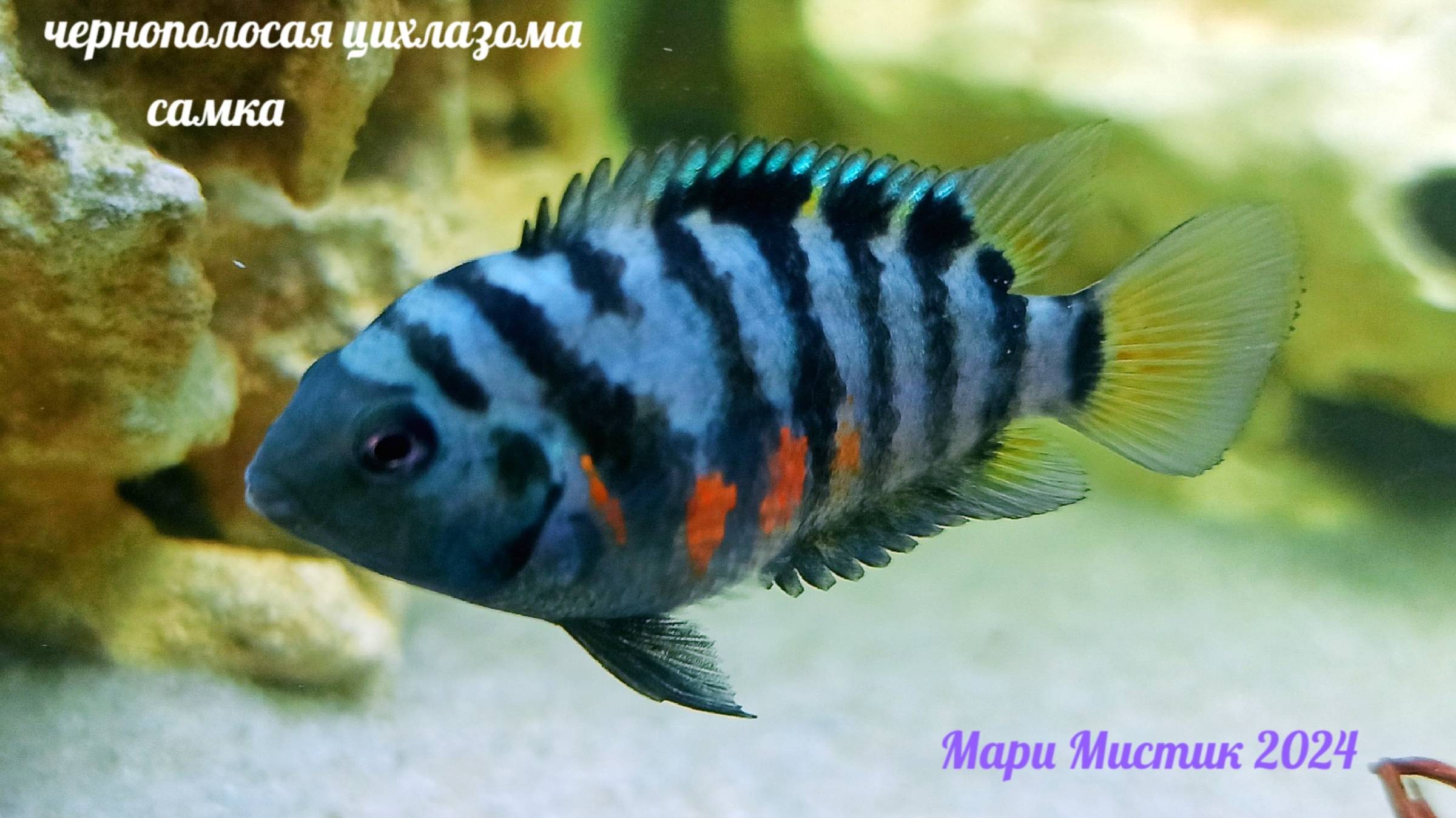 Как меняется цвет рыбы от подсветки в аквариуме