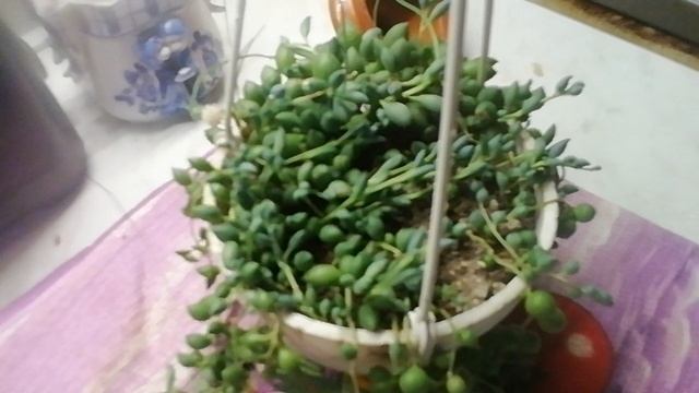 Крестовники/ цветение