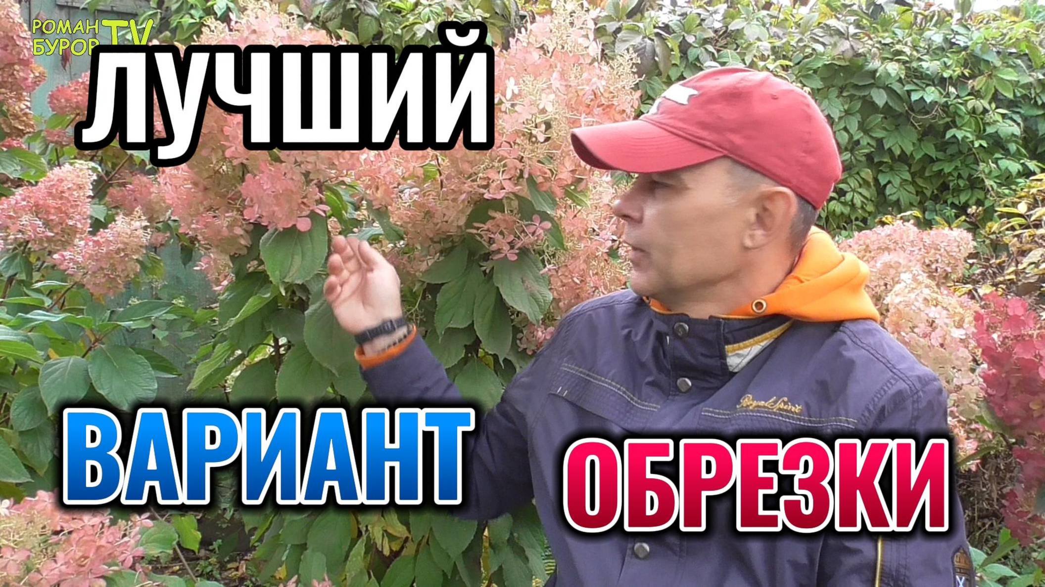 Самый лучший вариант обрезки и подготовки метельчатой гортензии к зиме 🌸