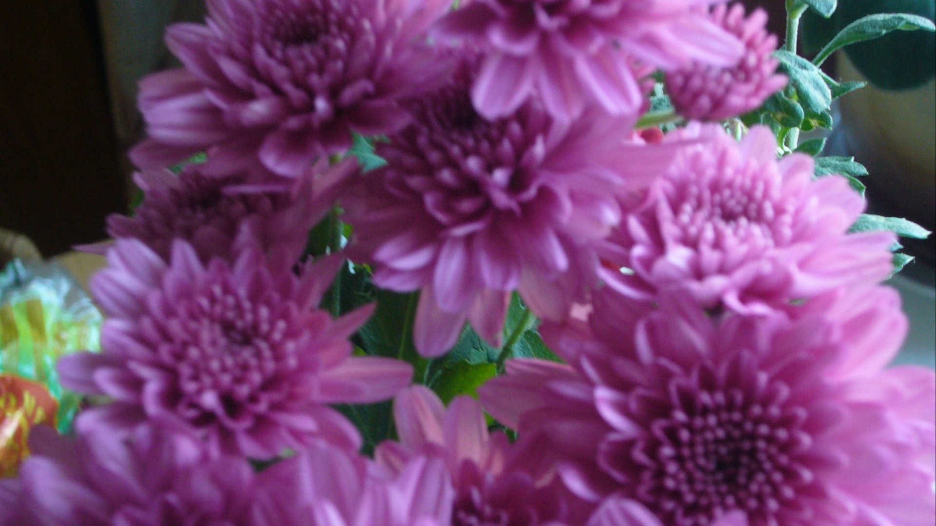 2095.   Прикоп, хранение хризантем.роз.