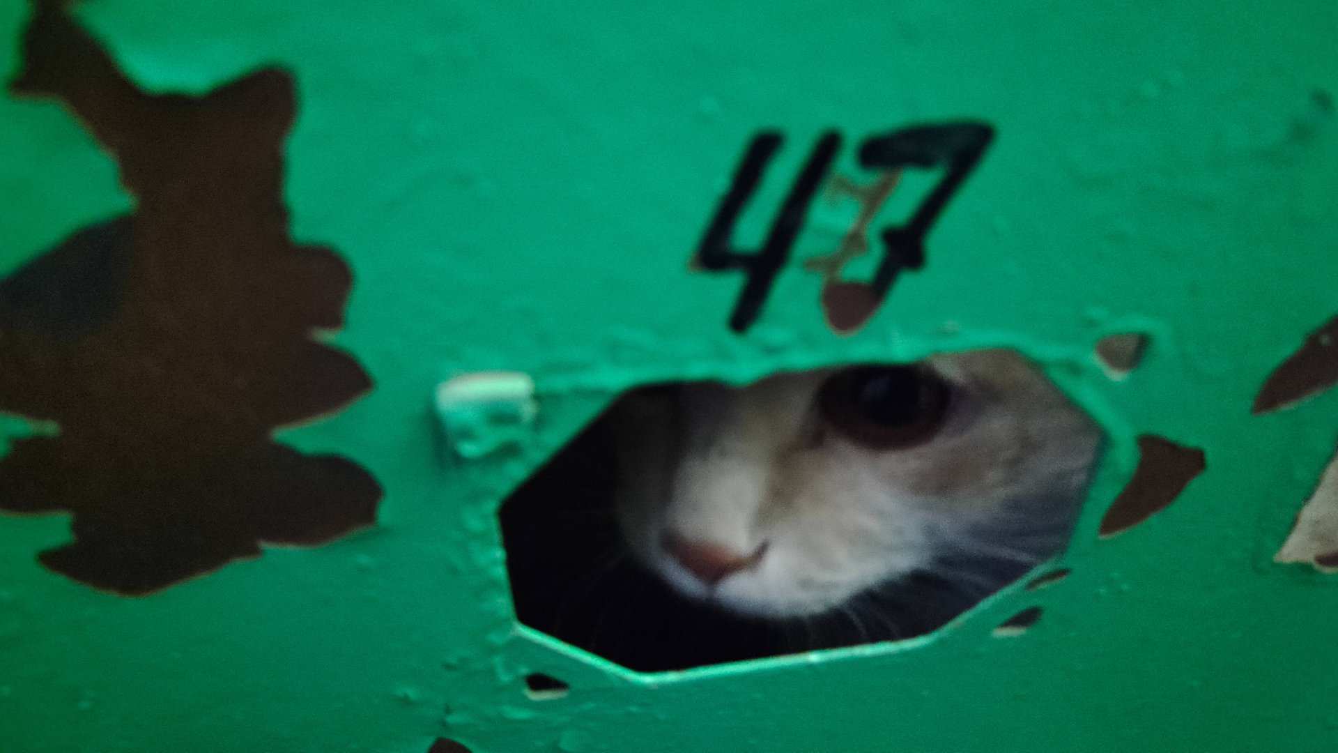 Чудесное спасение кота Лёвы из электрического ящика в нашей многоэтажке. 13.10.2025 г. Пятигорск.