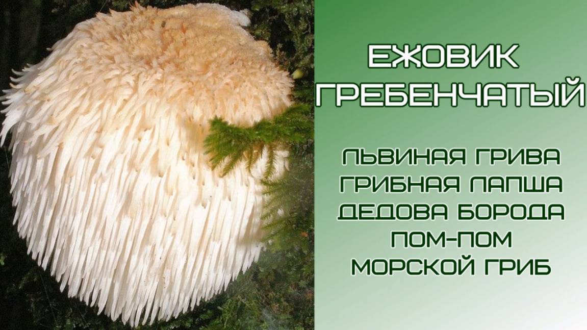 О пользе грибов. Часть 2. Ежовик