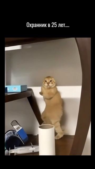 Миф или реальность об охранниках