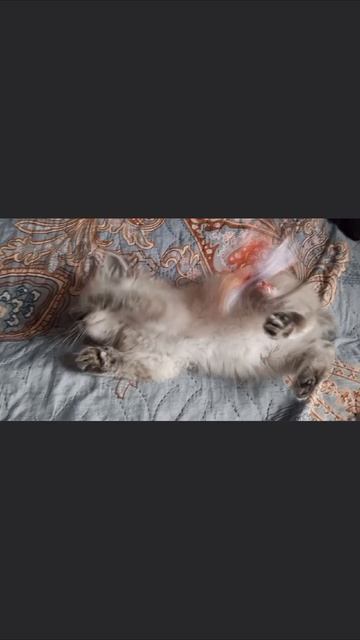 Котёнок играет/Мурка/милаха