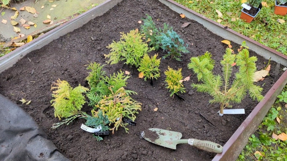 19-10-2025.Дача.Сажаю маленькие тут и можжевельники на зимовку..планирую укрытие.(11.-12.10.25)