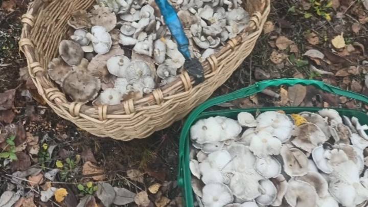 Осенний гриб рядовка - собираем до морозов.