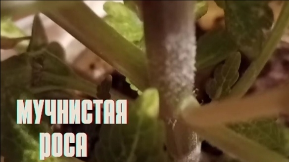 Отличие мучнистой росы от мучнистого червеца на колеусах и методы борьбы.