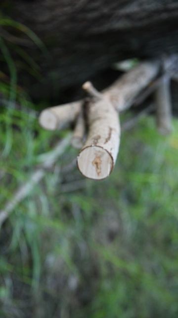 Silky Gomboy Curve 300-8, Silky Katanaboy 650. Пилим пять сантиметров.