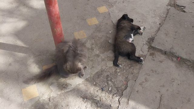 Пышечка повторяет за Ниндзей :)