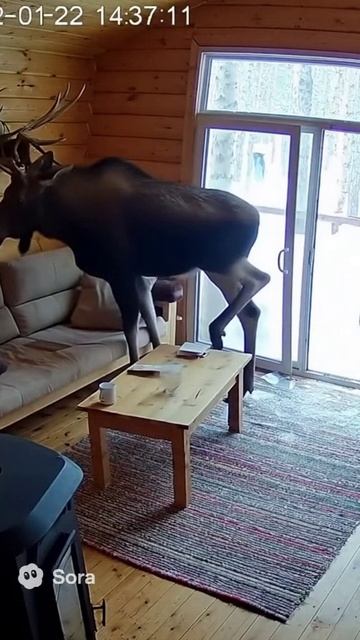 Лось влетел в глемпинг в Калуге