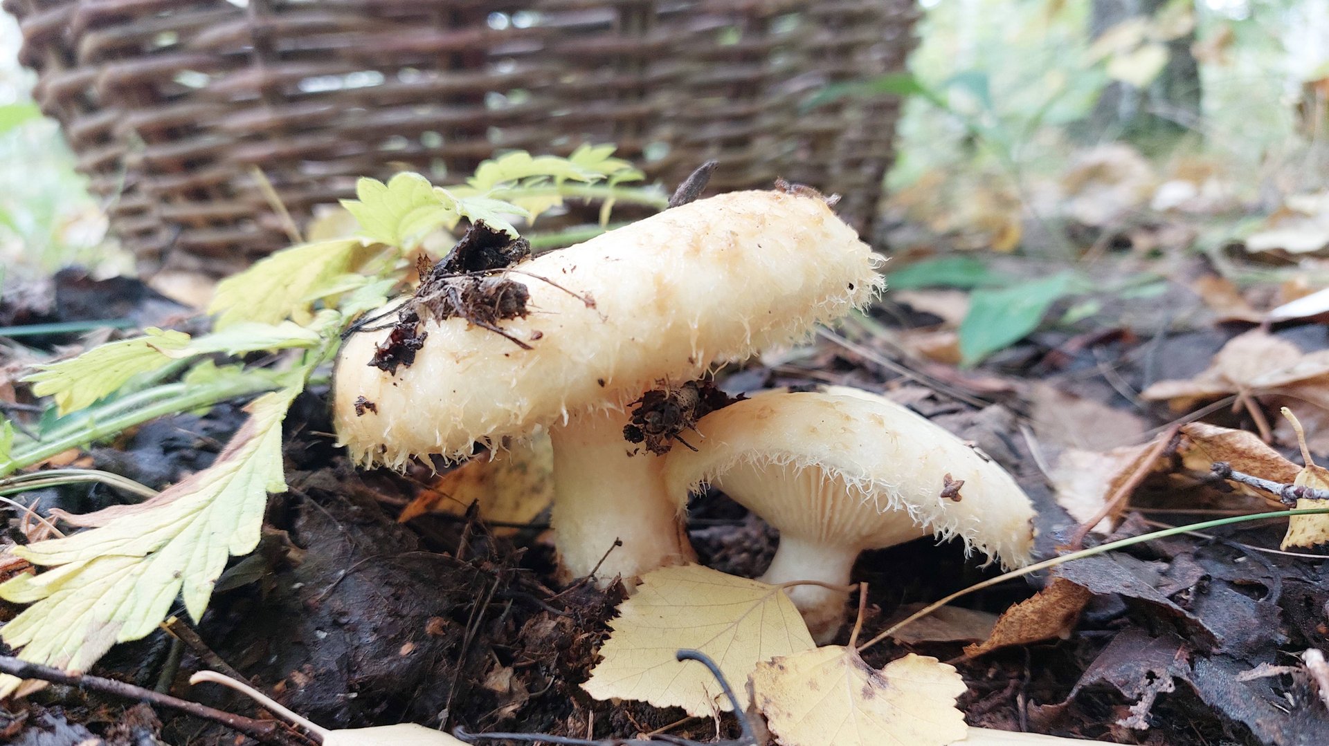 Идеальные грузди! В лес по грибы! Осенний лес!