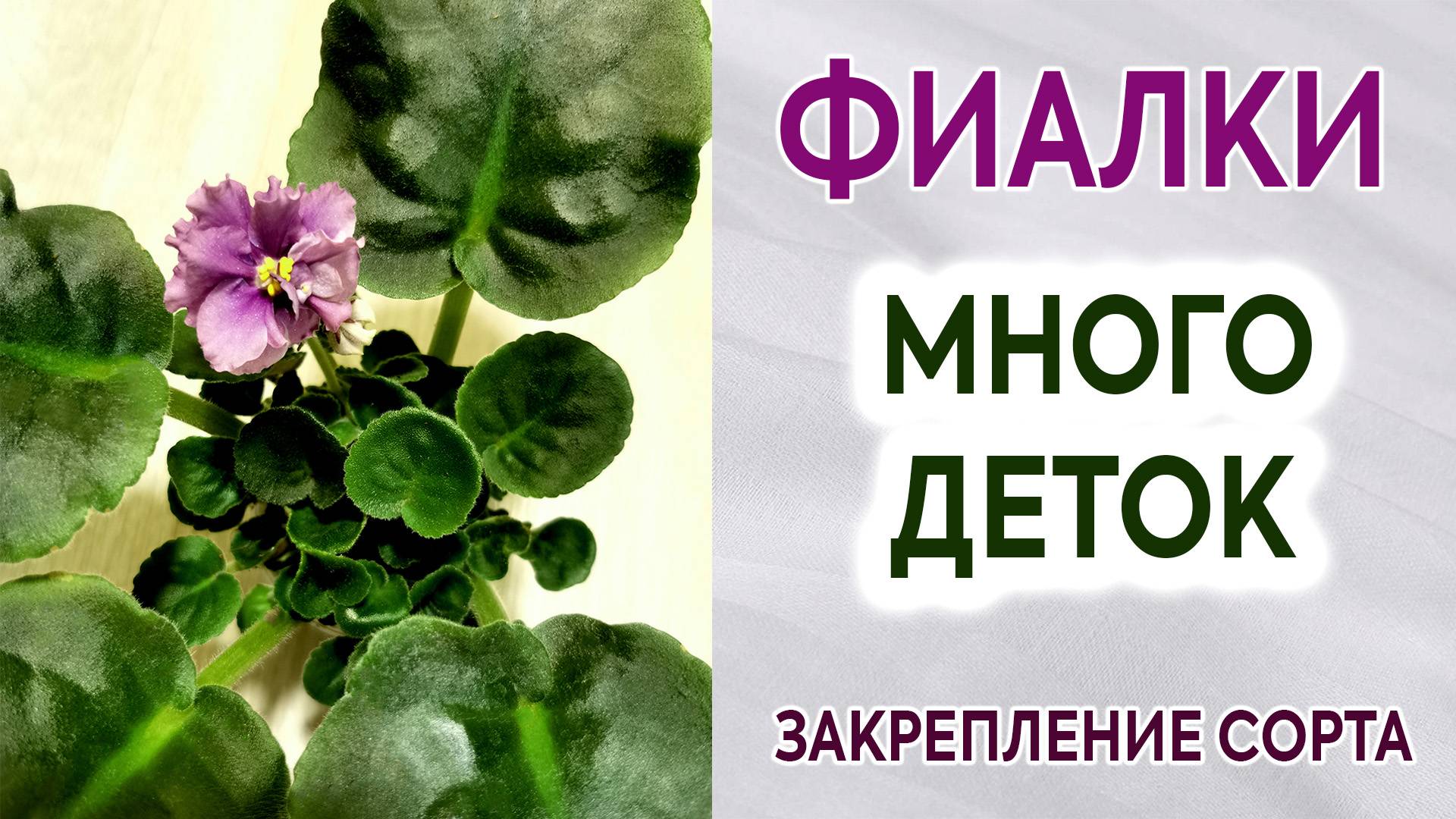 Зачем много деток фиалок (сенполий). Закрепление сорта. Цветонос. Соответствие сорту.