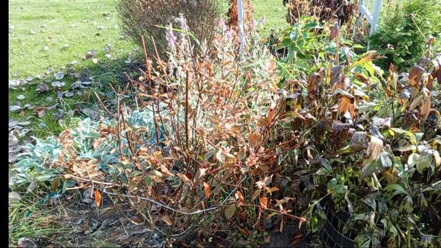 ОБРЕЗКА ГОРТЕНЗИЙ 2025 🌺 Подготовка садового участка к зиме