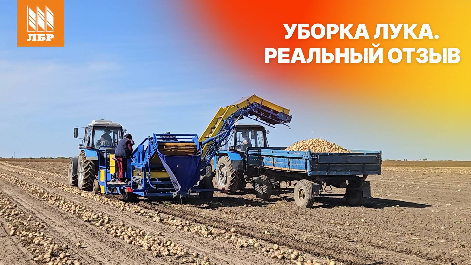 Комбайн ПЛ-1 на уборке лука. Опыт выращивания лука в Амурской области