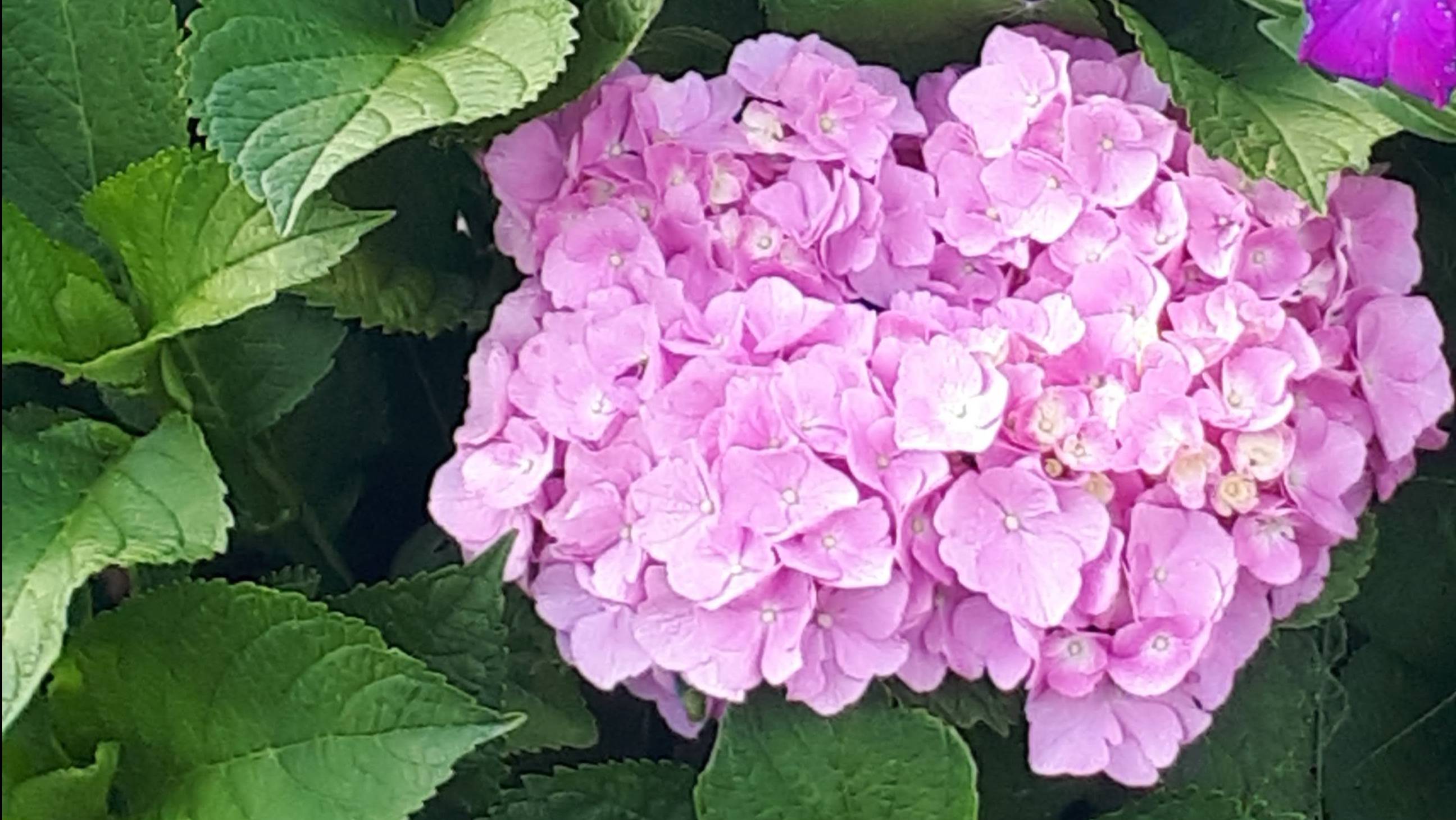 Черенкование  крупнолистной гортензии Боденси Блю в сентябре 2024 года.