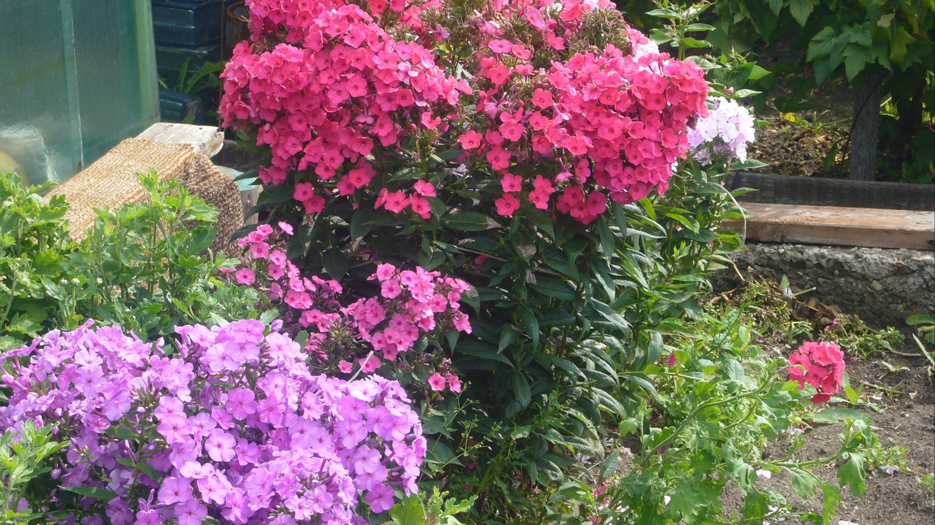 2097.  Октябрь. Хризантемы, флоксы. Подготовка к зиме.