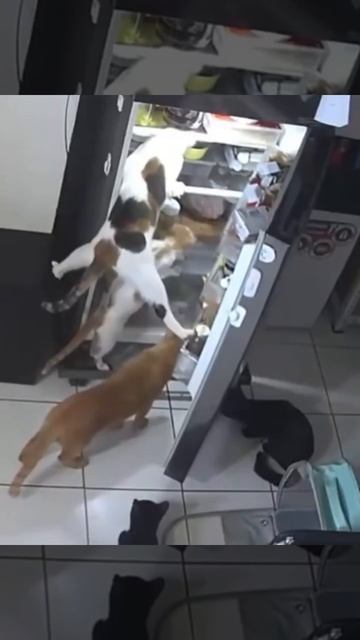 Самое опасное ОПГ замечено у холодильника 😂  Смотреть больше приколов👉  🇷🇺 Мы в VideoCook