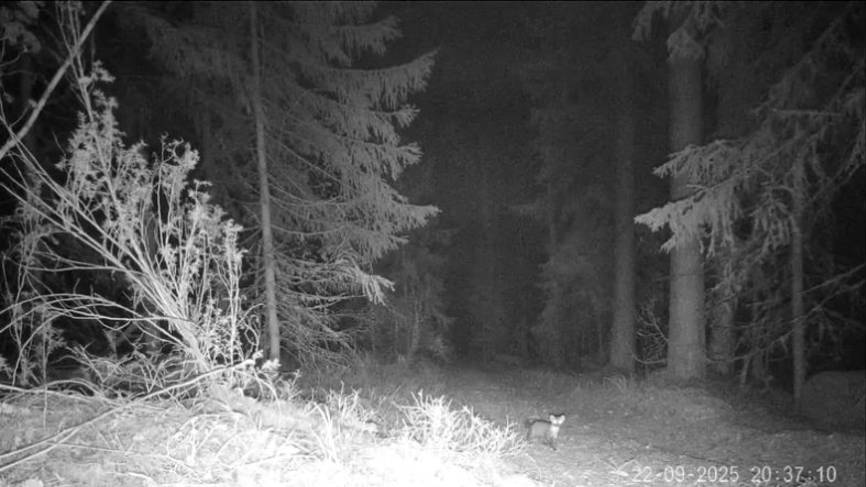Куница ночью на лесной дороге в заповеднике "Кивач". Сентябрь 2025 г.