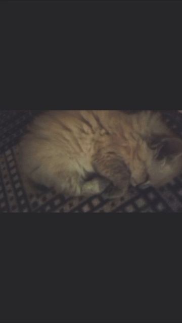 Котенок спит/Мурка храпит/милаха/лапочка