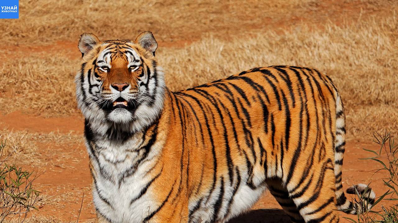 Бенгальский тигр – главный хищник индийских джунглей!