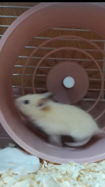 Хомяк 🐹 спорт 🏃 музыка 🎵