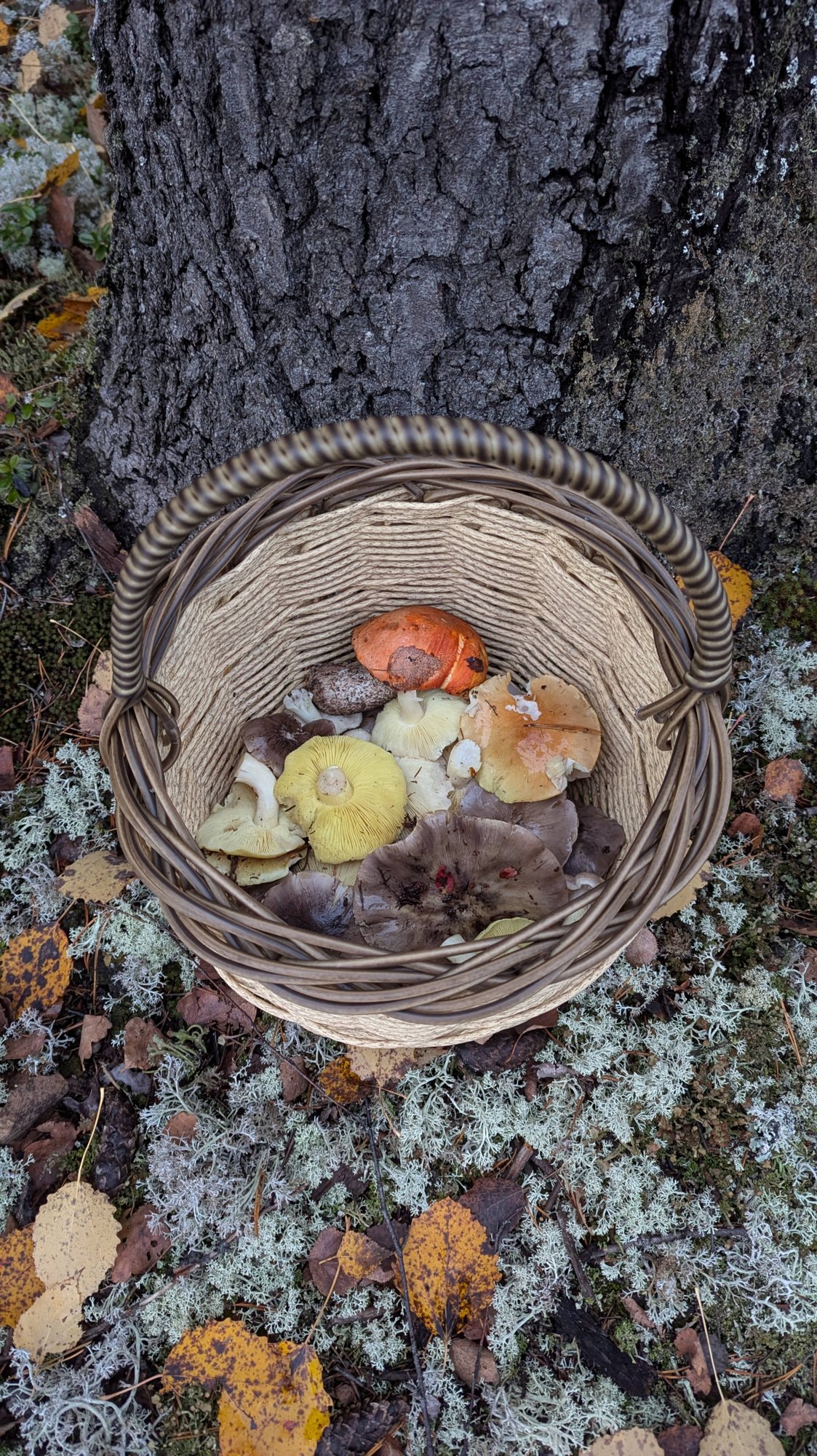 Зеленушки, подзелёнки и один подосиновик, 15.10.25г. Приозерский район #грибы #октябрь2025