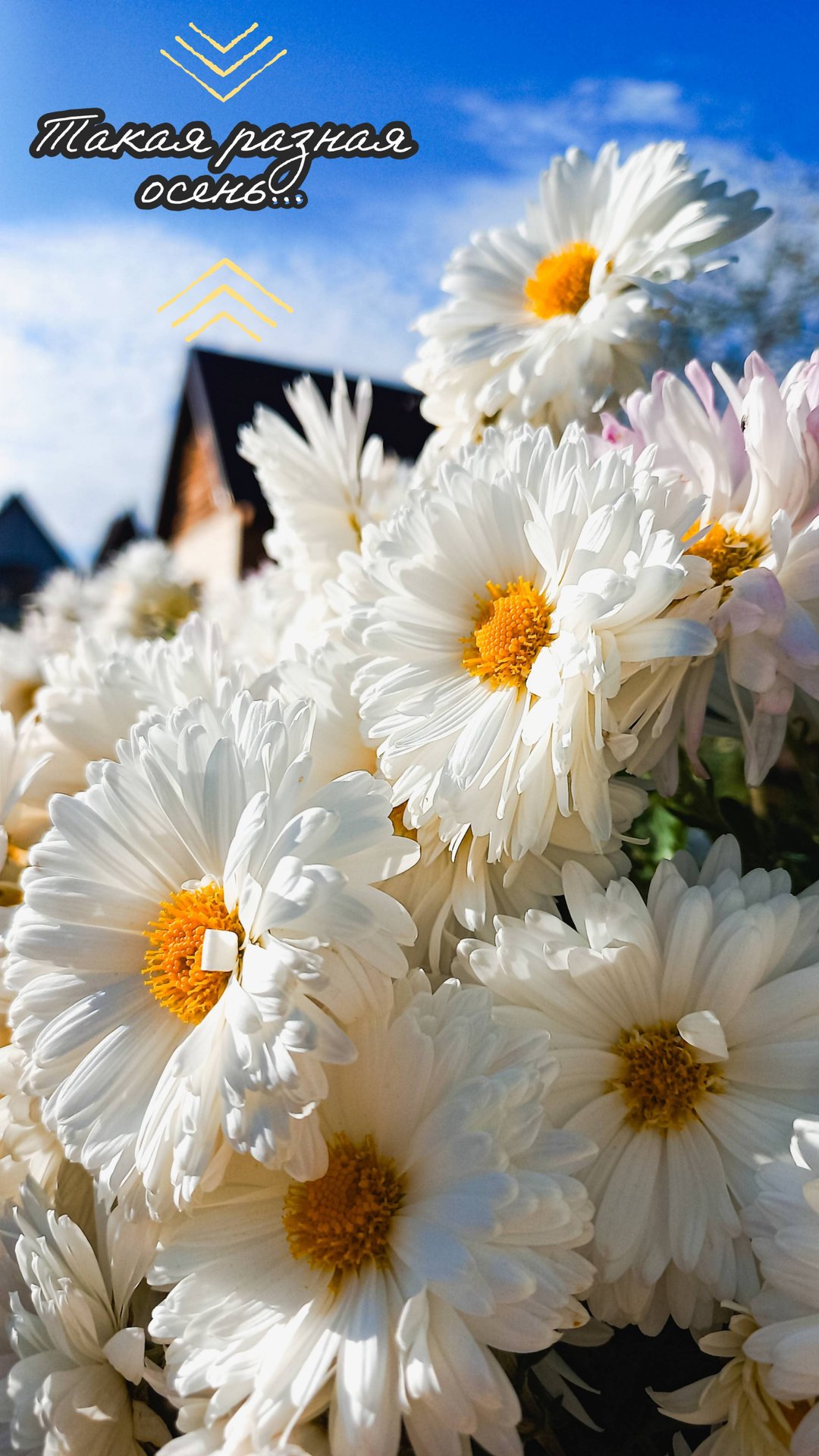 Такая разная осень #shorts