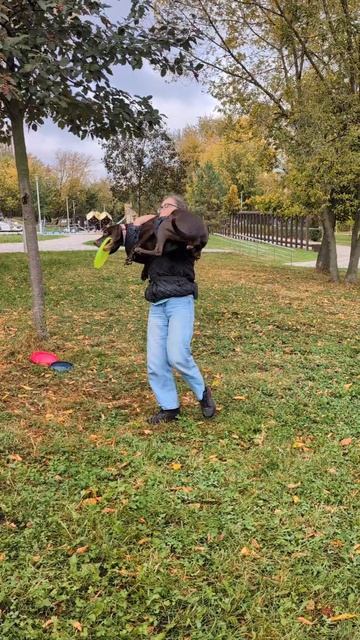 Спортивный Метис Нэтта - дог-кетч