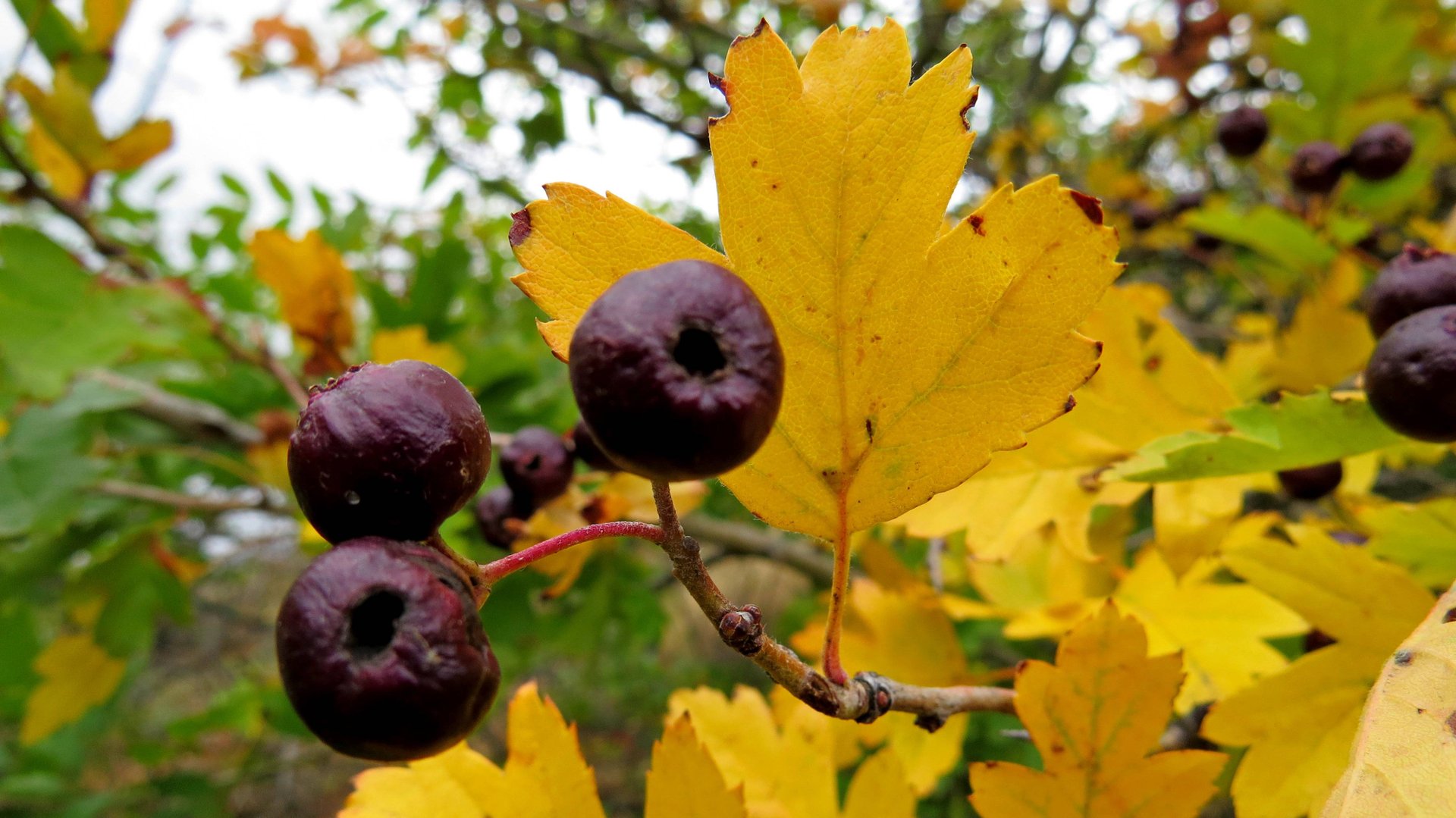 Дары октября в горах.