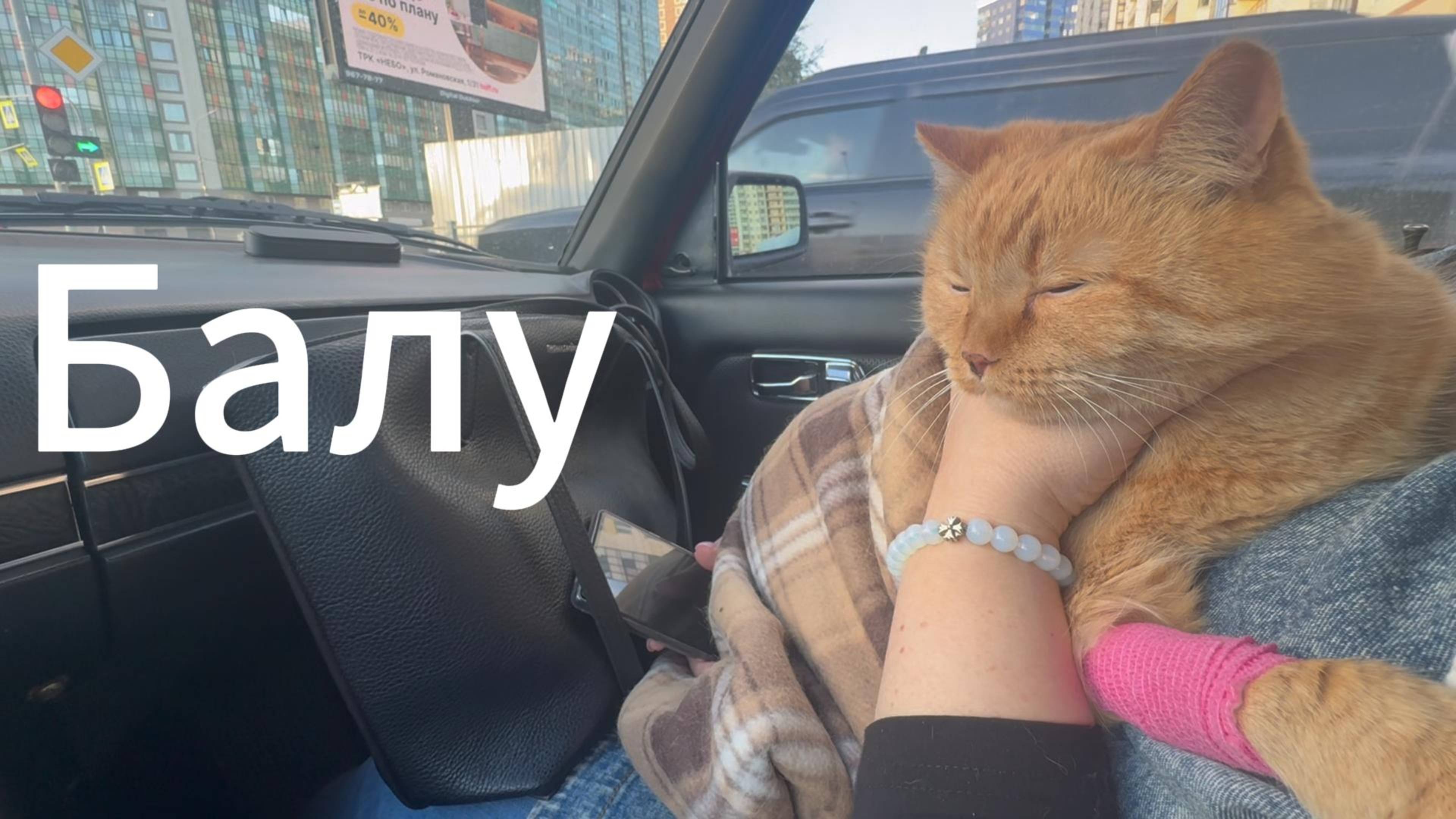 Балу #Вихрицкий #я #мы #балу #кошка #ветклиника #мерседес #алиса #здороьве #питер #мир #любовь #спб