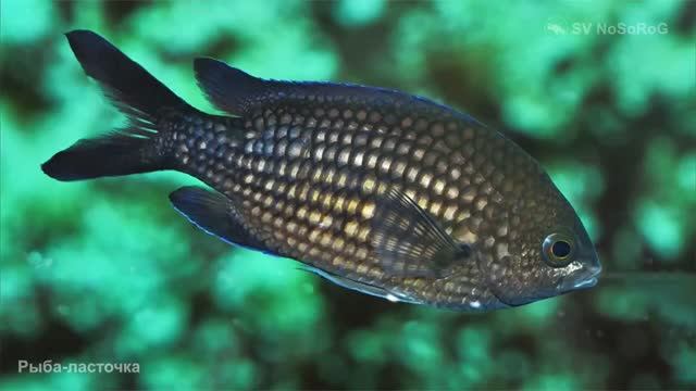 Почему Рыбы-ласточки из семейства Помацентровые, Рифовые рыбы — Pomacentridae получили своё имя ?