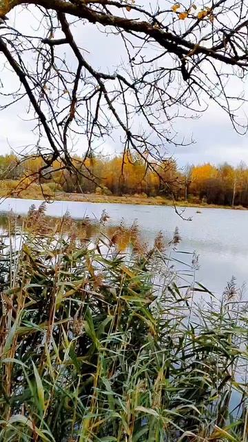 Осень сказочный чертог..Сторонка Родная..
