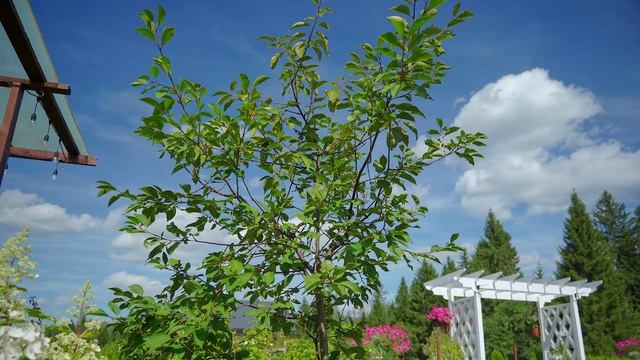 Сад мечты. Выпуск 32