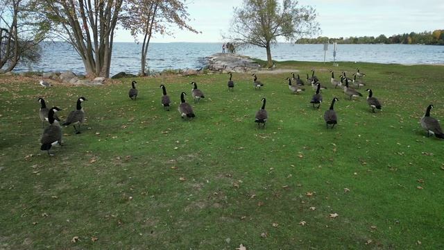 Гуси Гуляют с Дроном