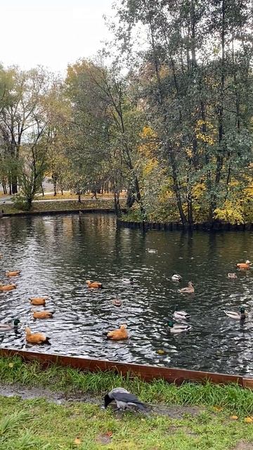 Осень в Москве. Уточки в Воронцовском парке.