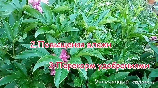 Мучнистая роса на пионах. Методы борьбы