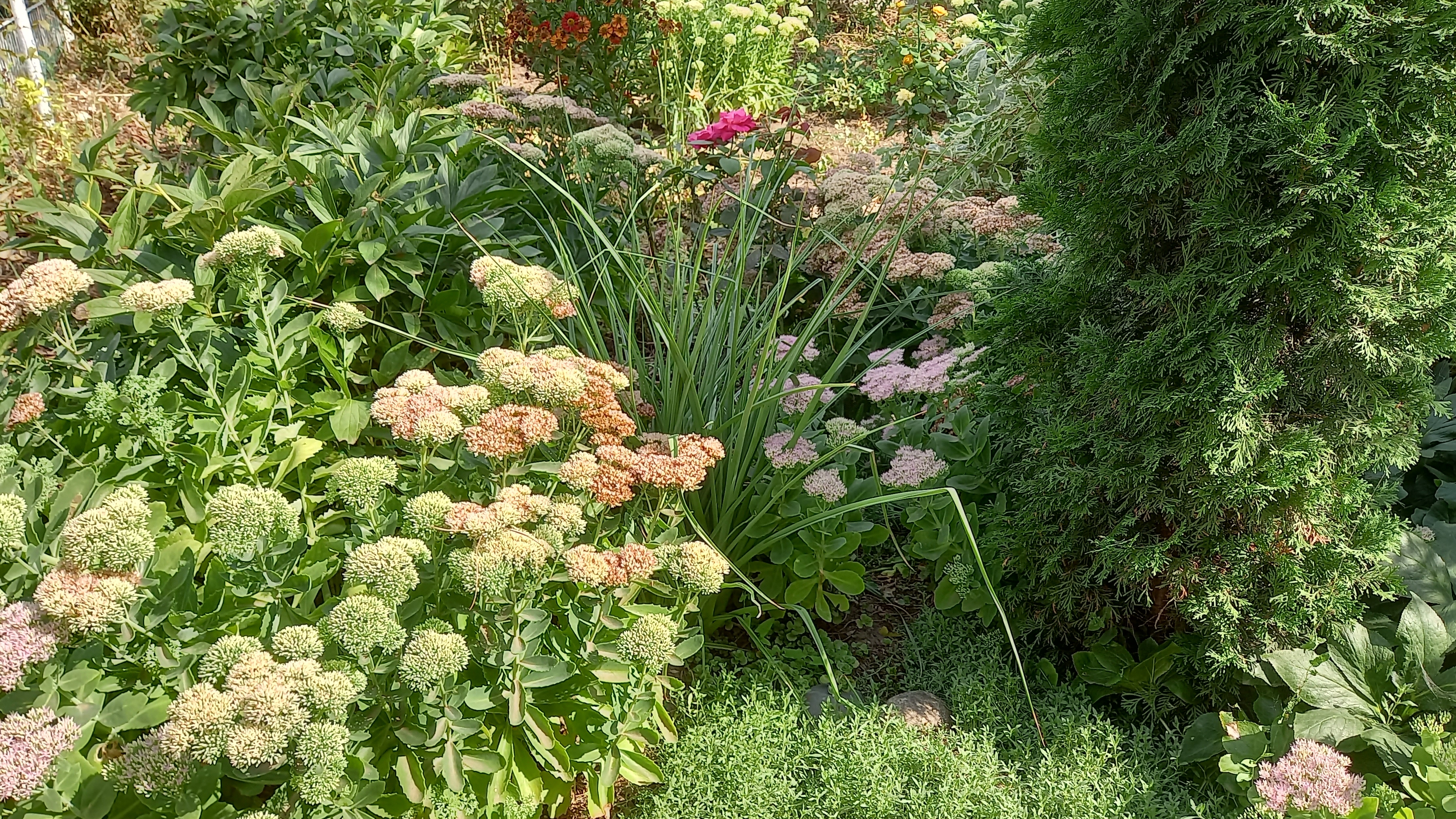 15-10-2025 Что цветет осенью в моем саду Покупка семян Журнал по вязанию(архив)