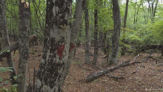 Парагильмен. Часть 10: входим в зону леса, через который в итоге спустимся к дороге в Малый маяк