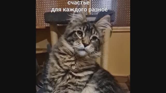 Мейн кун Антей